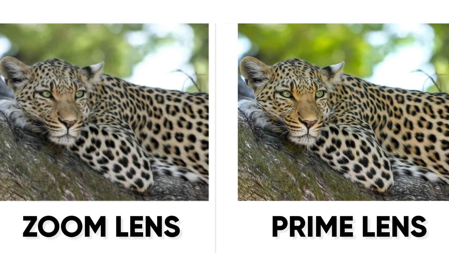 How to Choose the Best Wildlife Camera Lens? - Tech Inspection